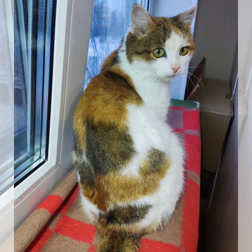 Молодая кошечка