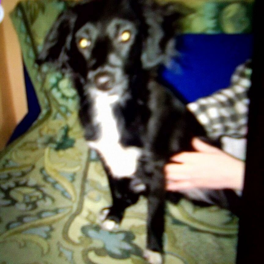 Отдам щенка в добрые руки