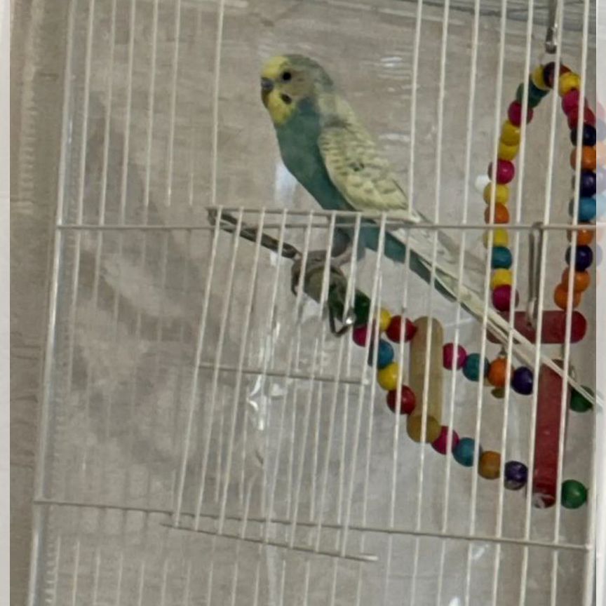 Попугай  клетка