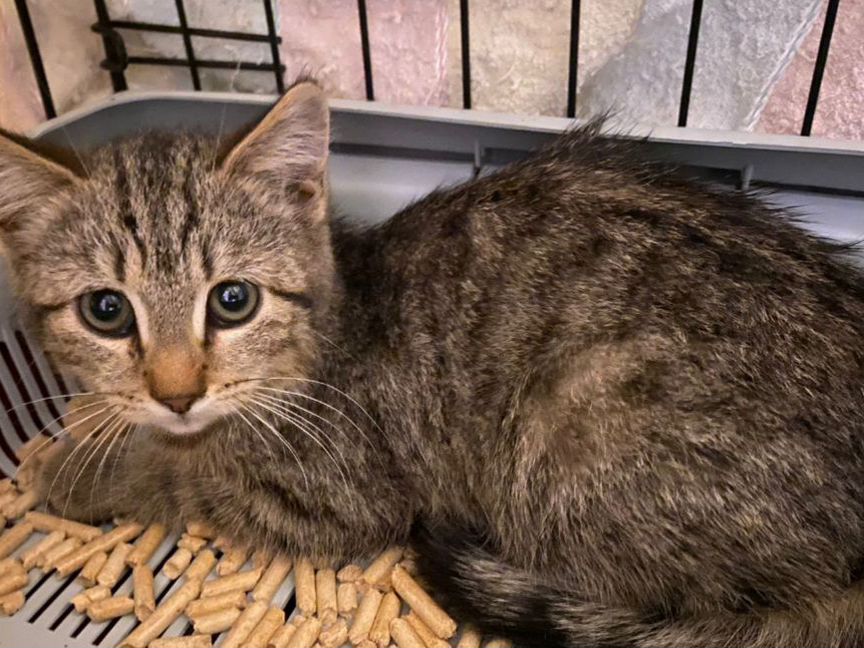 Котята 3,5 мес