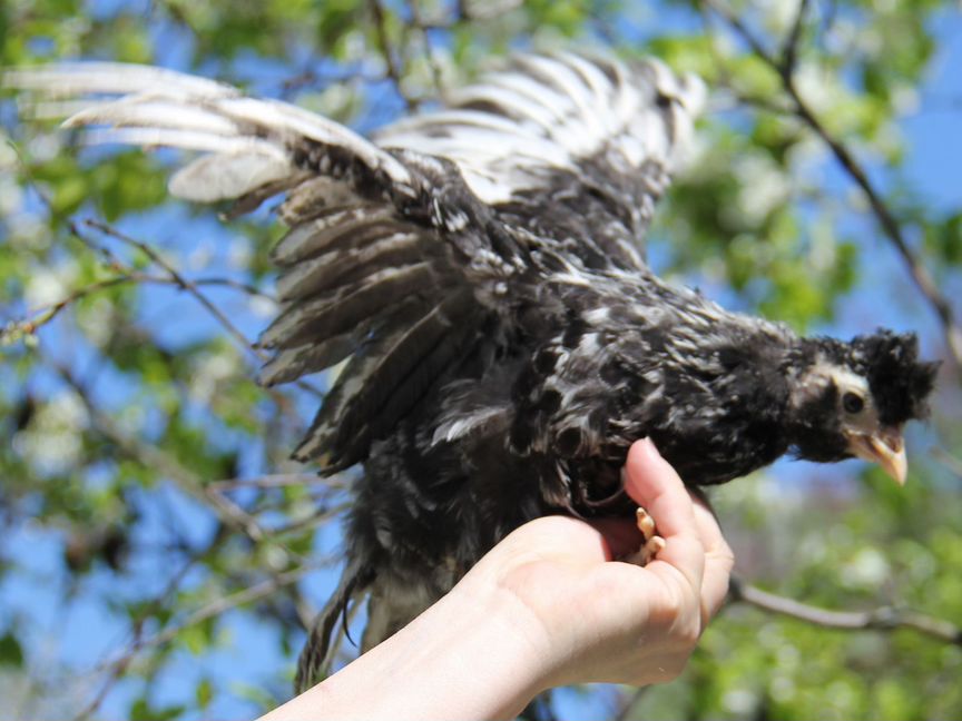 Павловский петушок