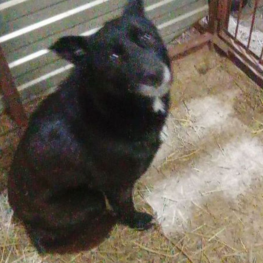 Взрослый пёс в добрые руки