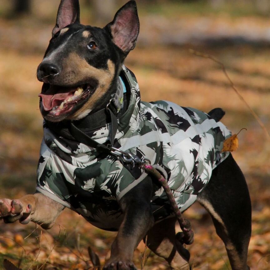 Бультерьер, взрослая собака