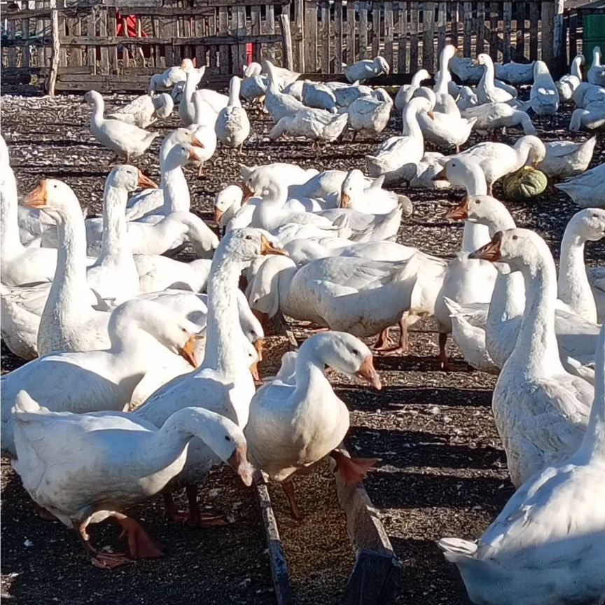 Пух, перо гусиное