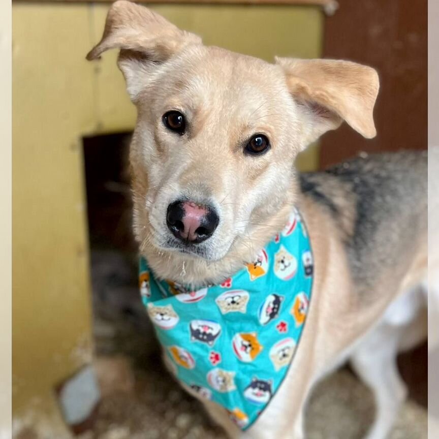 Взрослый пёс в добрые руки