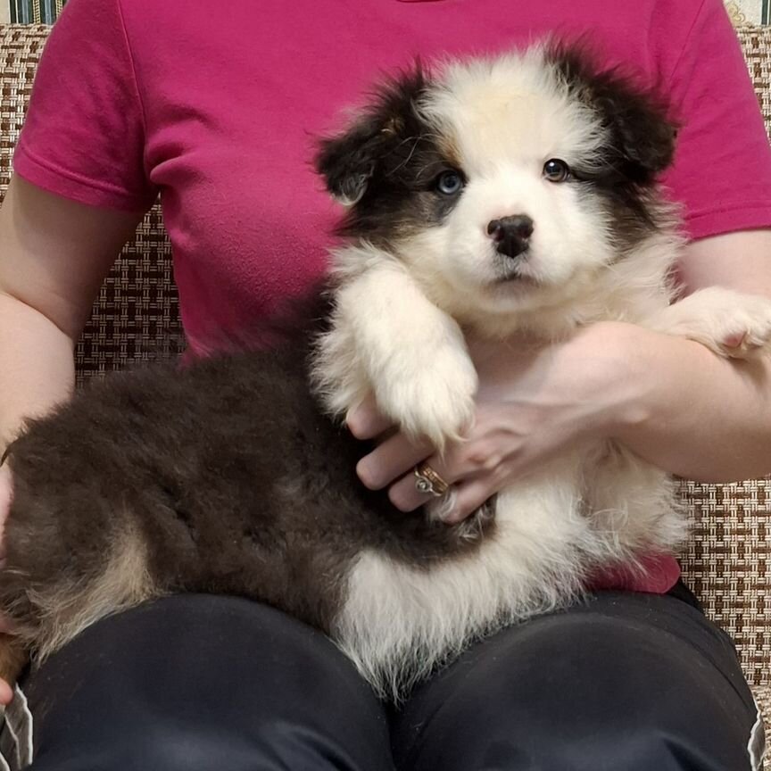 Австралийская овчарка, щенок