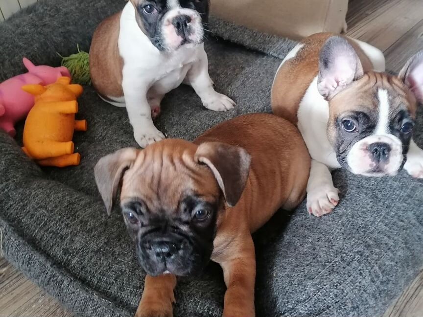 Шоколадные булочки, щенки французского бульдога