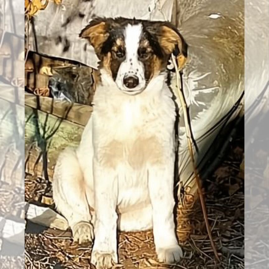 Щенок в добрые руки