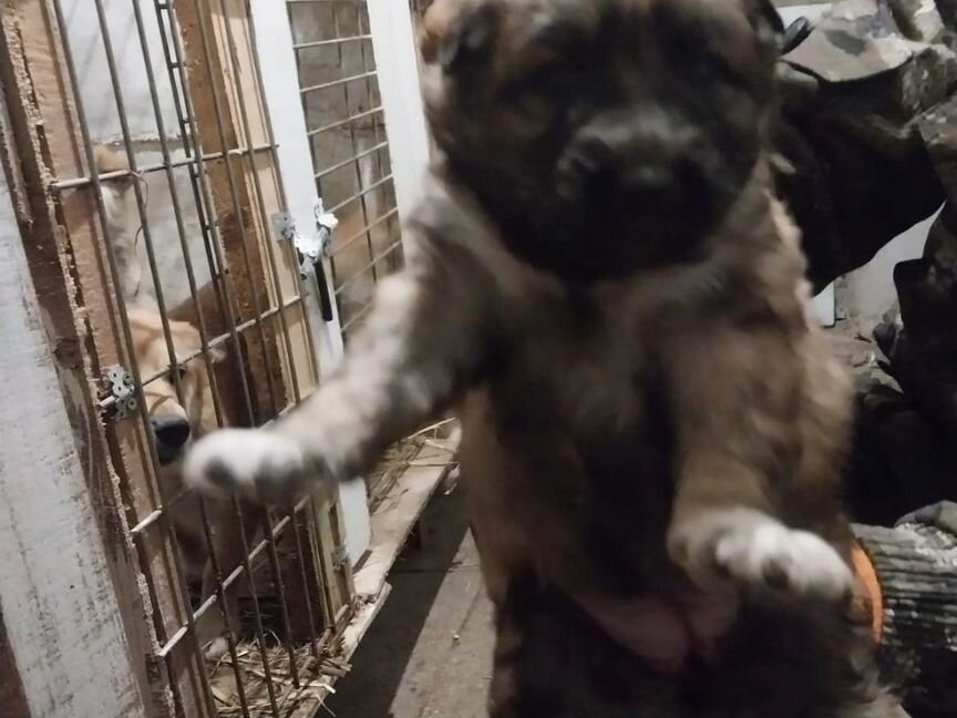 Щенки в опасности