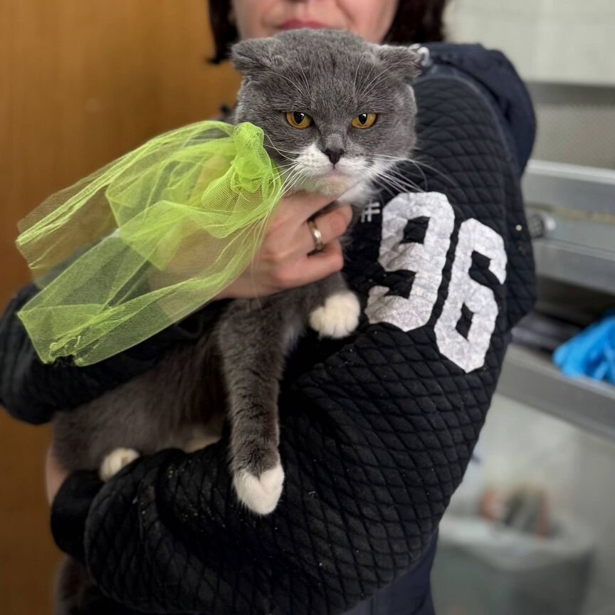 Взрослая, кошка в добрые руки