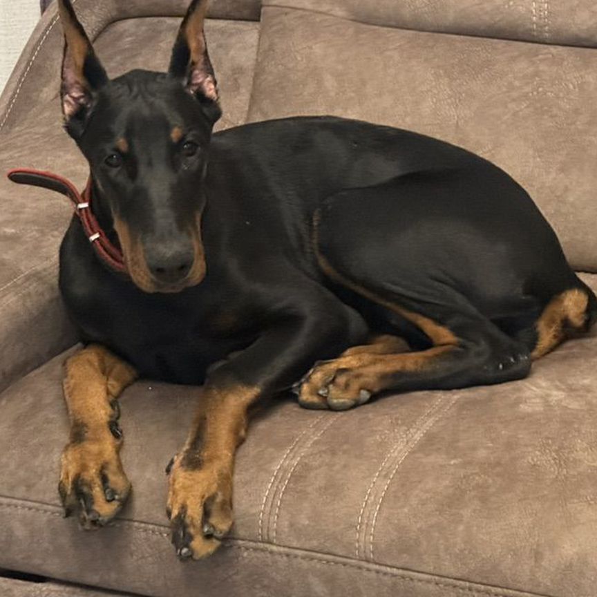 Доберман, щенок