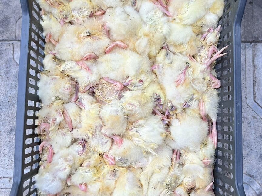 Цыплята суточные на корм