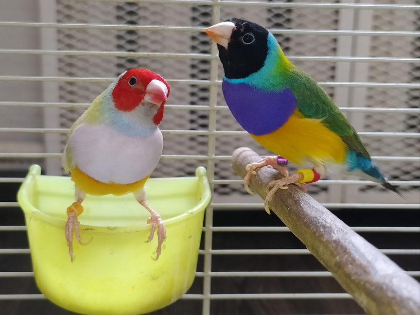 Коллектив амадин из трёх птичек