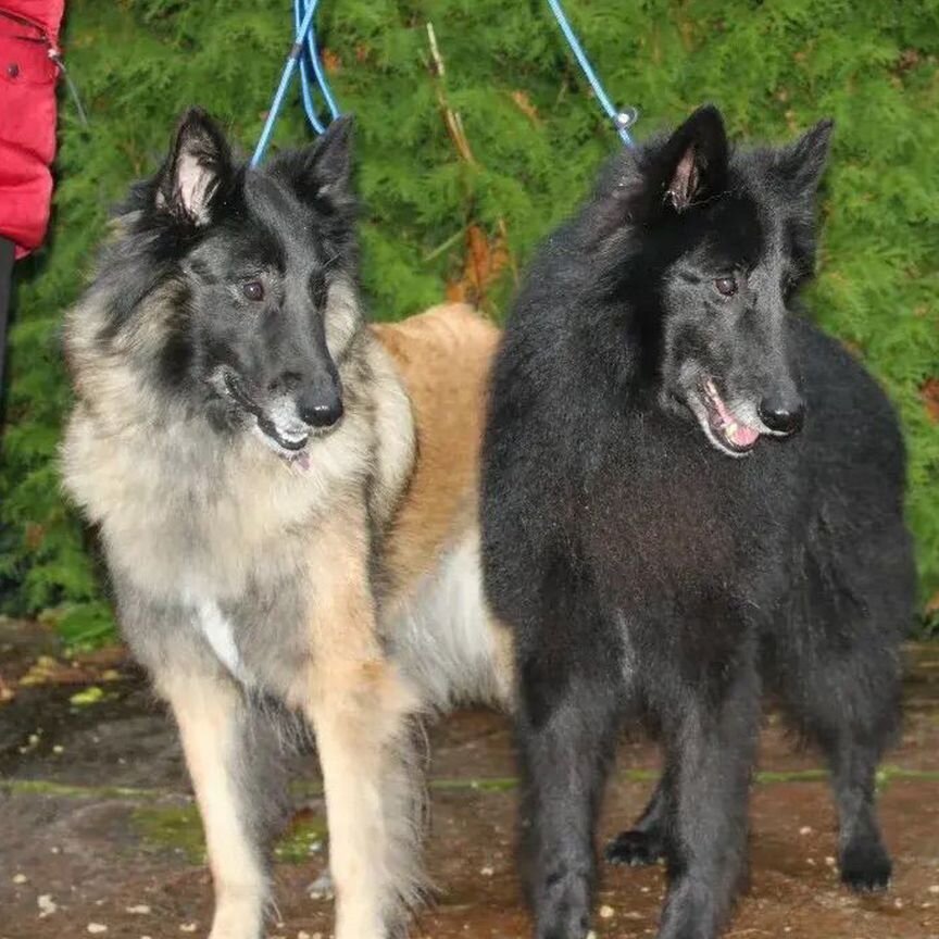 Бельгийская овчарка, щенок