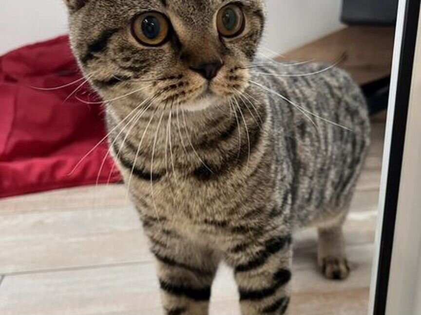 Плюшевый котик