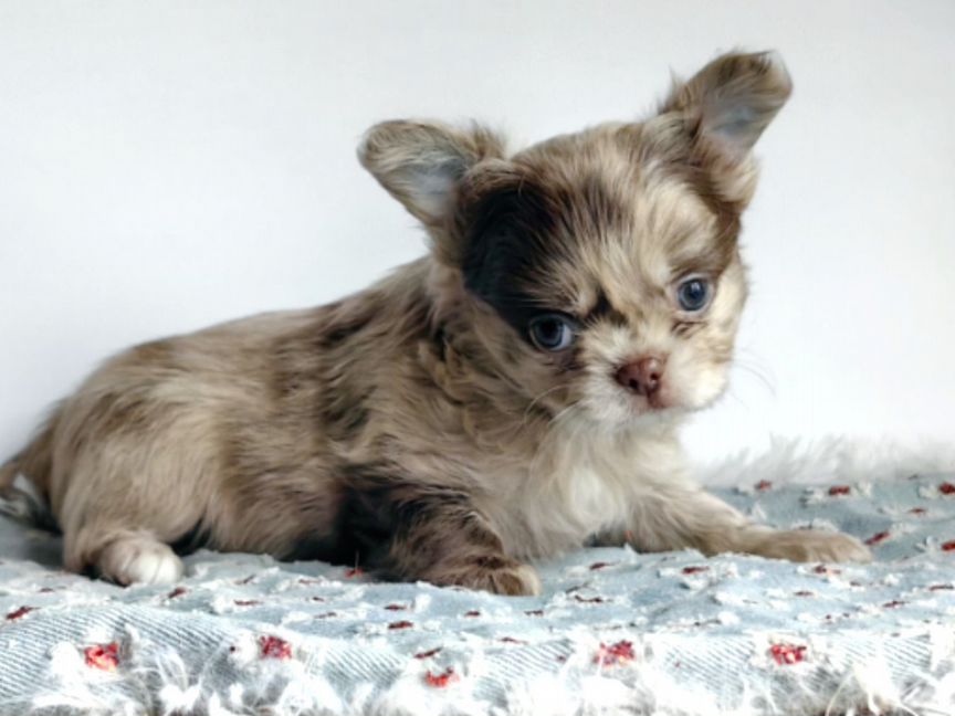 Чихуахуа мальчик