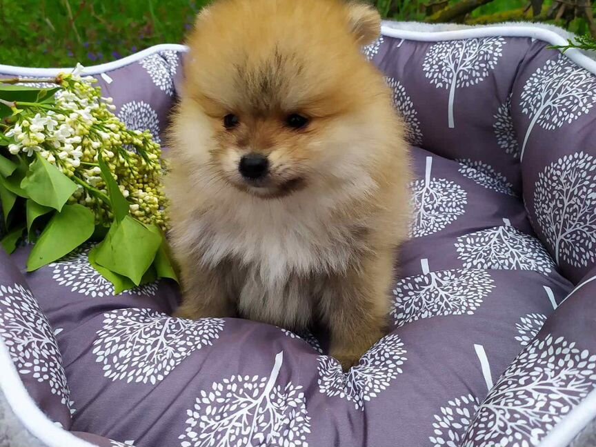 Померанский шпиц медвежьего типа