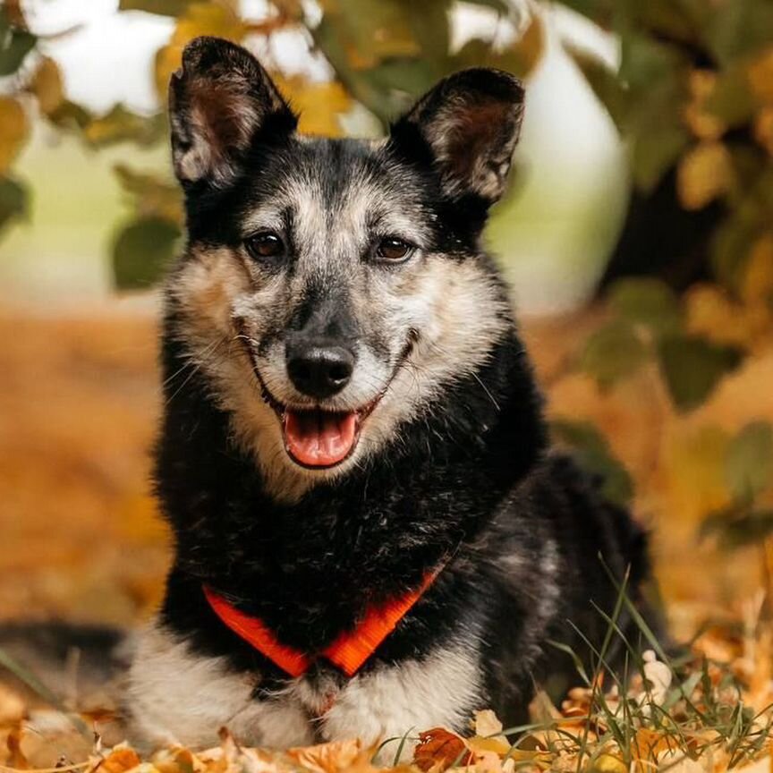 Взрослая собака в добрые руки