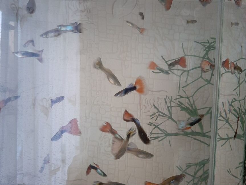 Рыбки гуппи