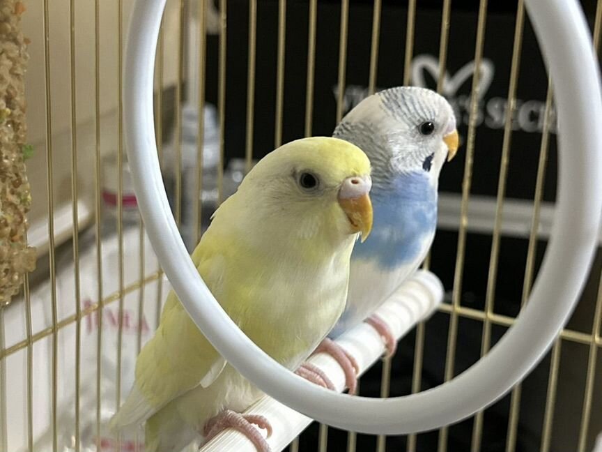 Волнитсые попугаи