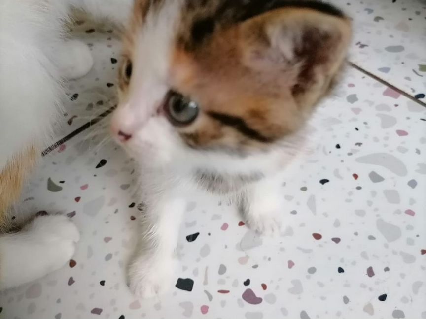 Кошки