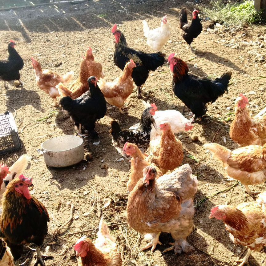 Продам кур