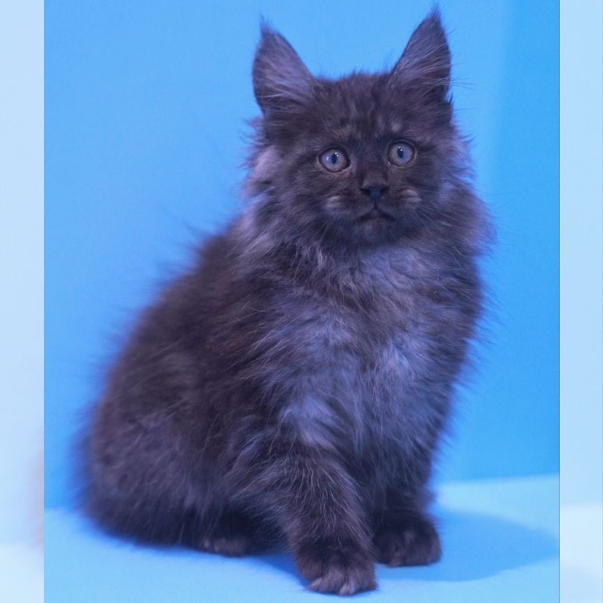 Мейн-кун котёнок