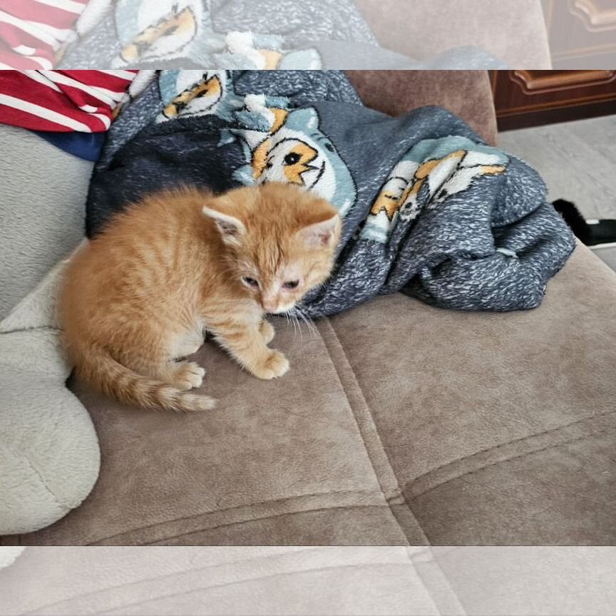 Рыжий котенок в добрые руки