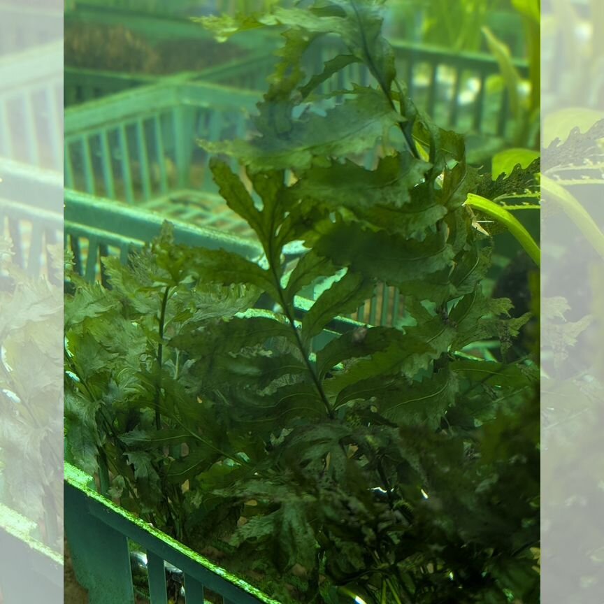 Поставка гидробионтов от 22.04 на Гарибальди 36