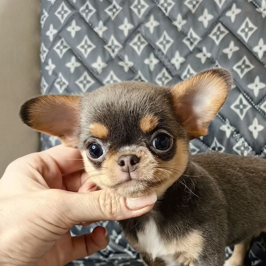 Шикарная куколка