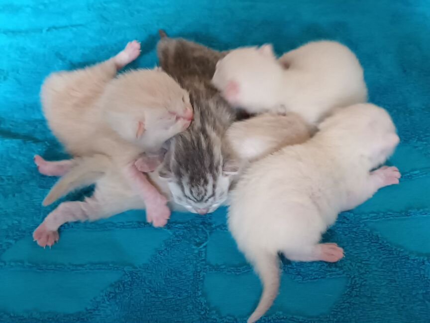 Кошка