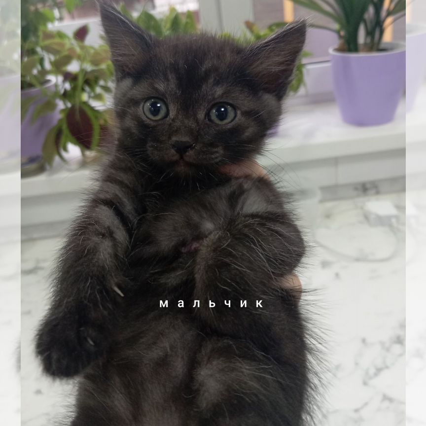 Котята
