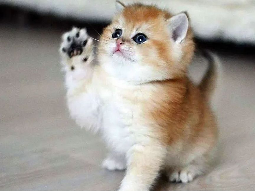 Шотландские золотые котята скоттиш страйт