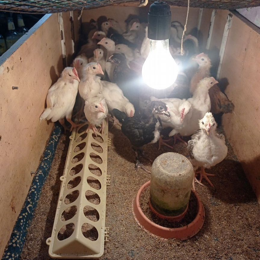 Цыплята от домашней курицы