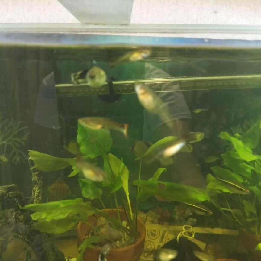 Аквариумные рыбки гуппи