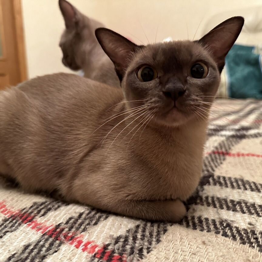 Бурманская кошечка