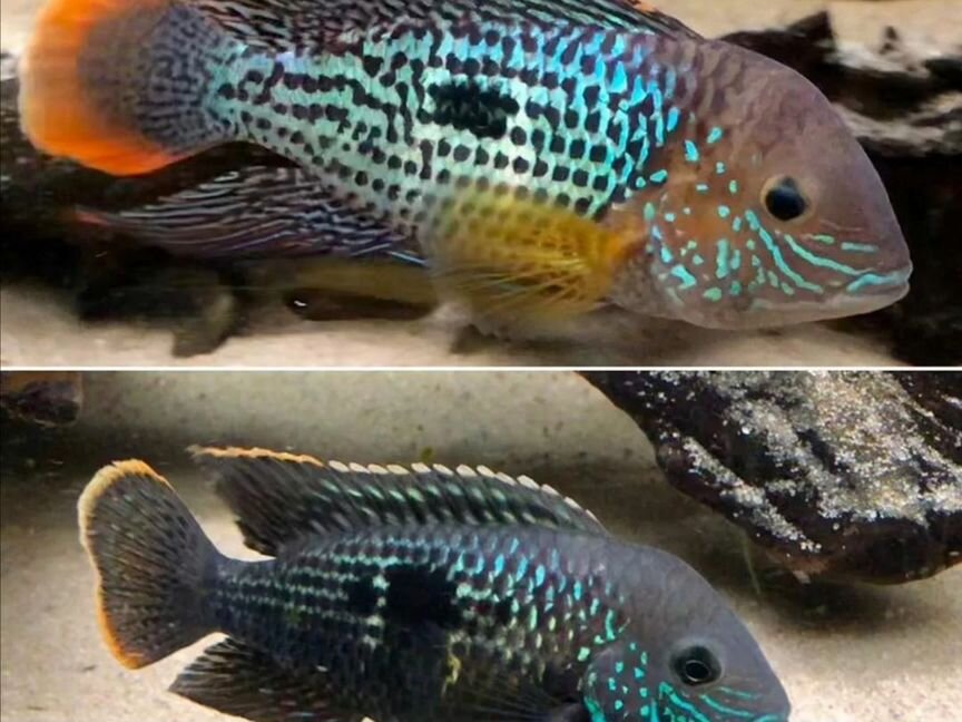 Акара бирюзовая (мальки) малавийци, дельфины идр