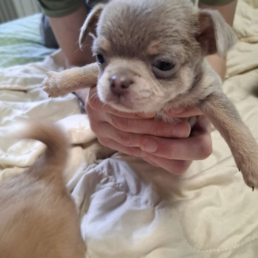 Щенки чихуахуа