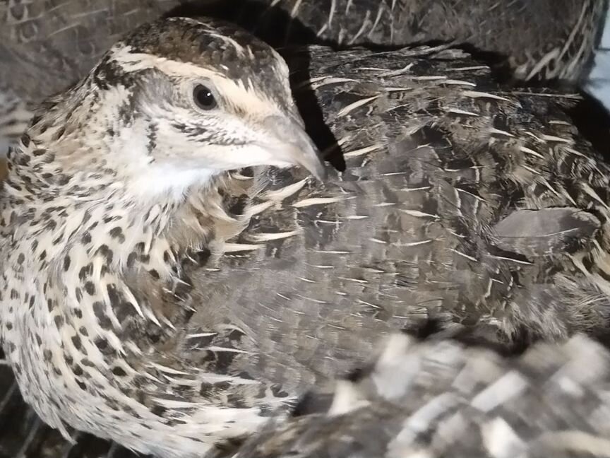 Перепел Фараон