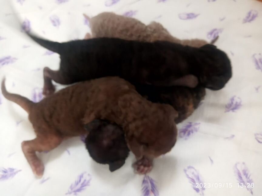 Котята корниш-рекс