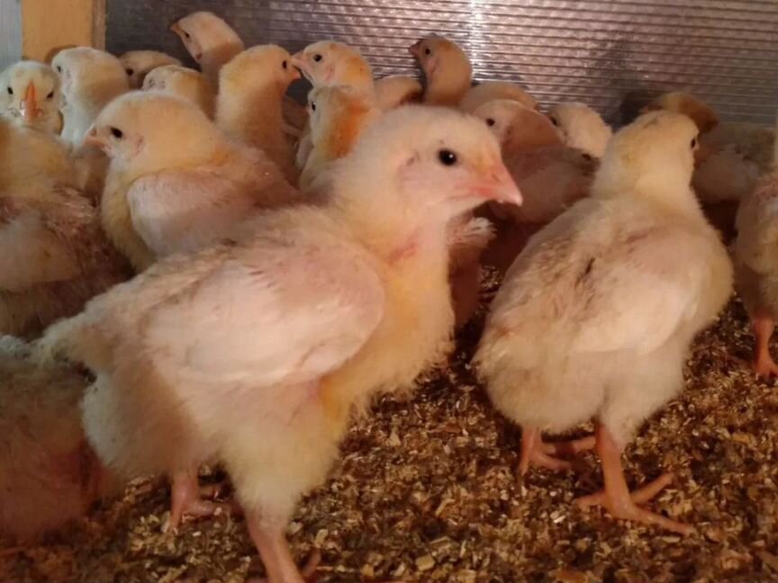 Цыплята Бройлера, цветной бройлер