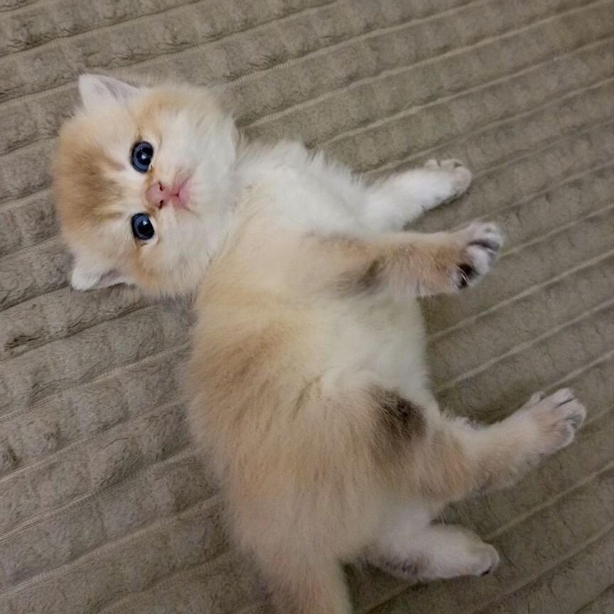 Золотая кошечка