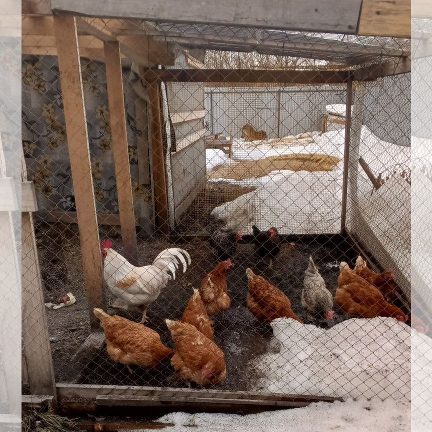 Куры несушки