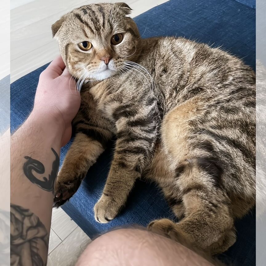 Шотландский вислоухий короткошёрстный, взрослый кот