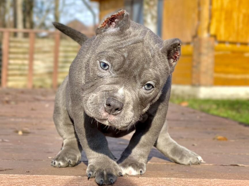 Американский булли покет щенки