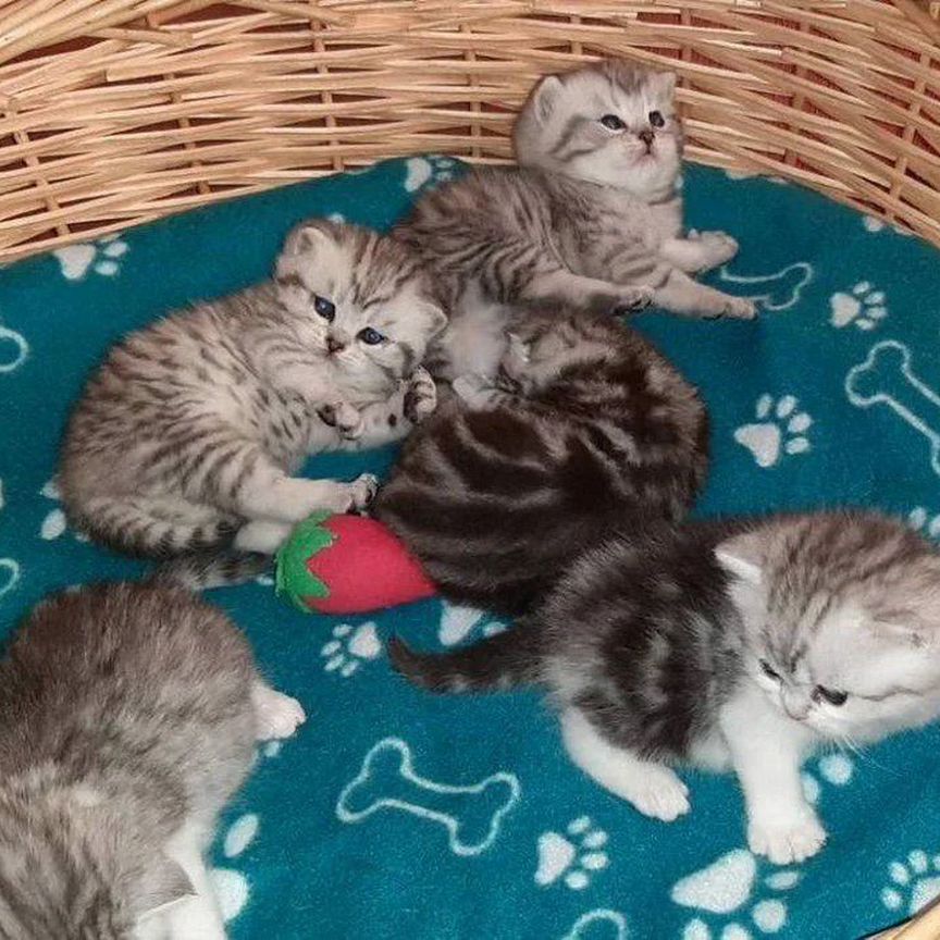 Шотландские плюшевые медвежата