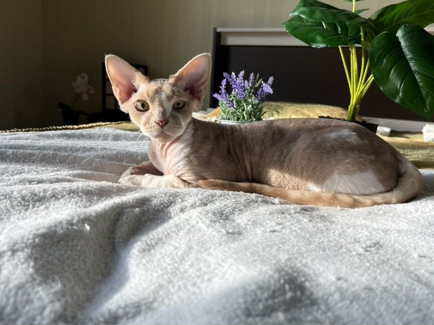 Котик девон рекс
