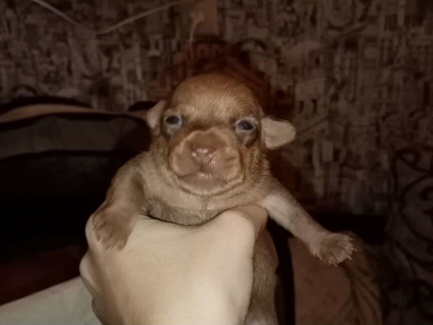 Той-терьер щенки