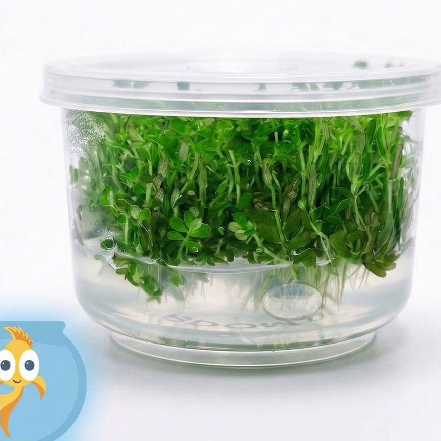 Меристемное аквариумное растение ротала хра