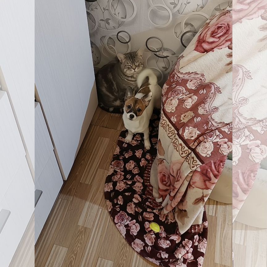 Чихуахуа, щенок